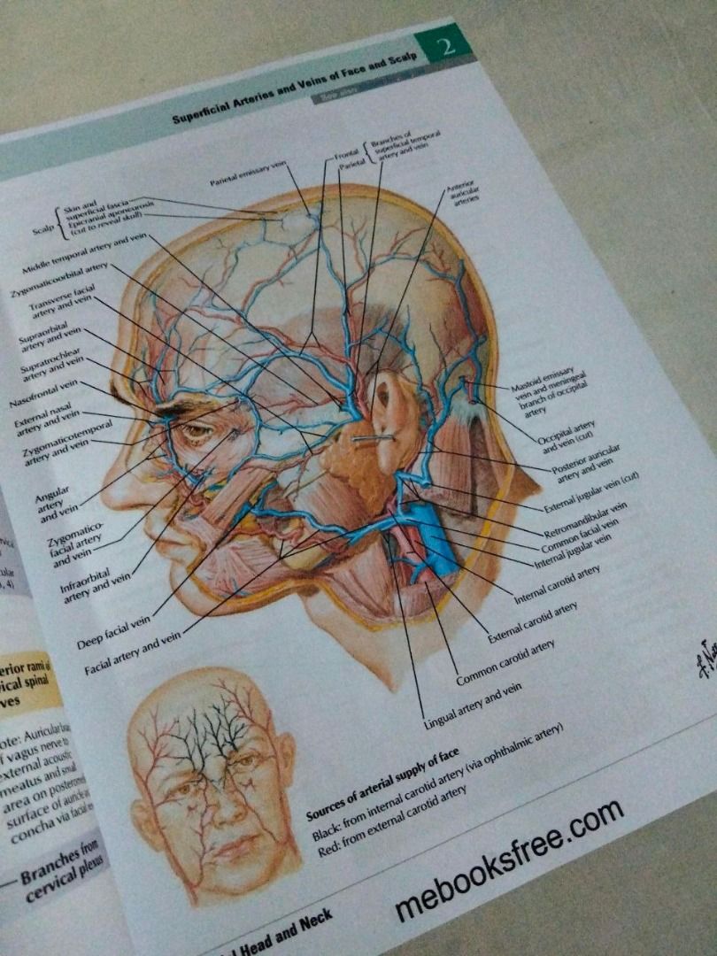 Atlas of Human Anatomy (Netter Basic Science) 7th Edition, Hobbies ...