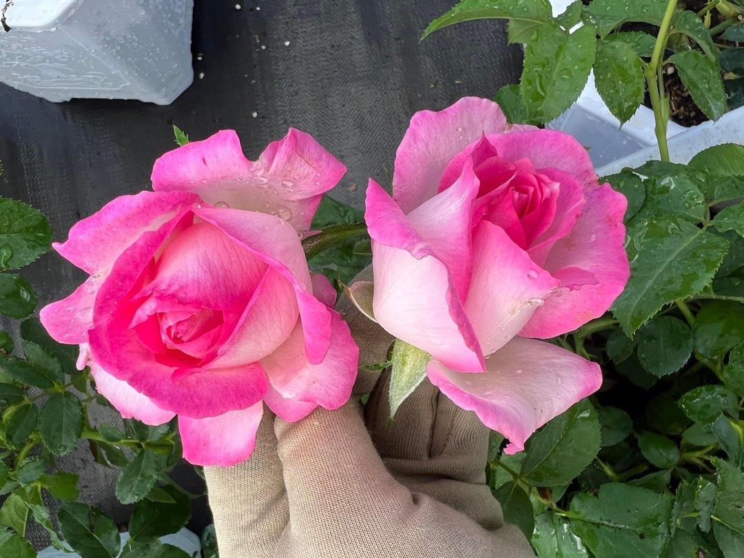 Bien rose, Furniture & Home Living, Gardening, Plants & Seeds on Carousell