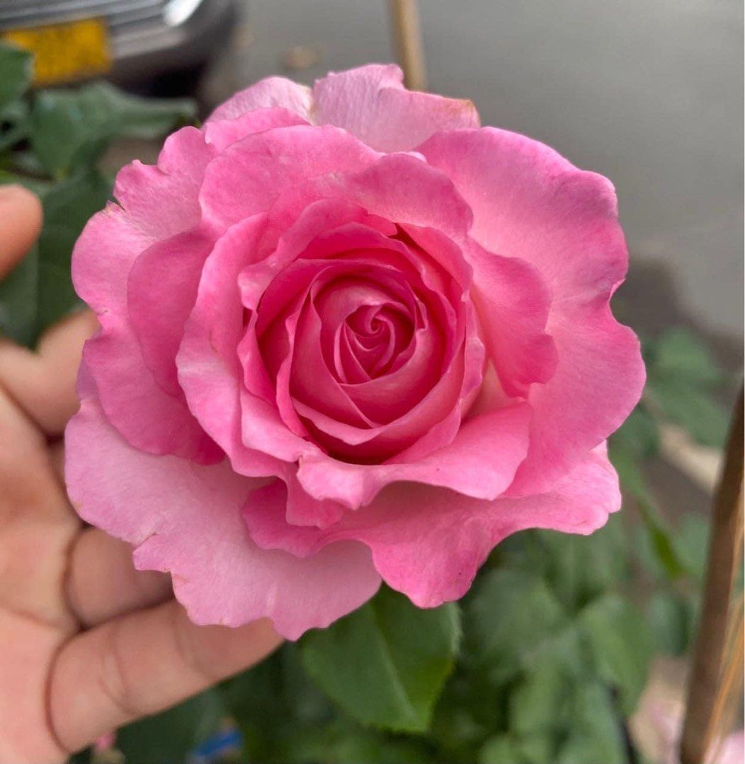 Bien rose, Furniture & Home Living, Gardening, Plants & Seeds on Carousell