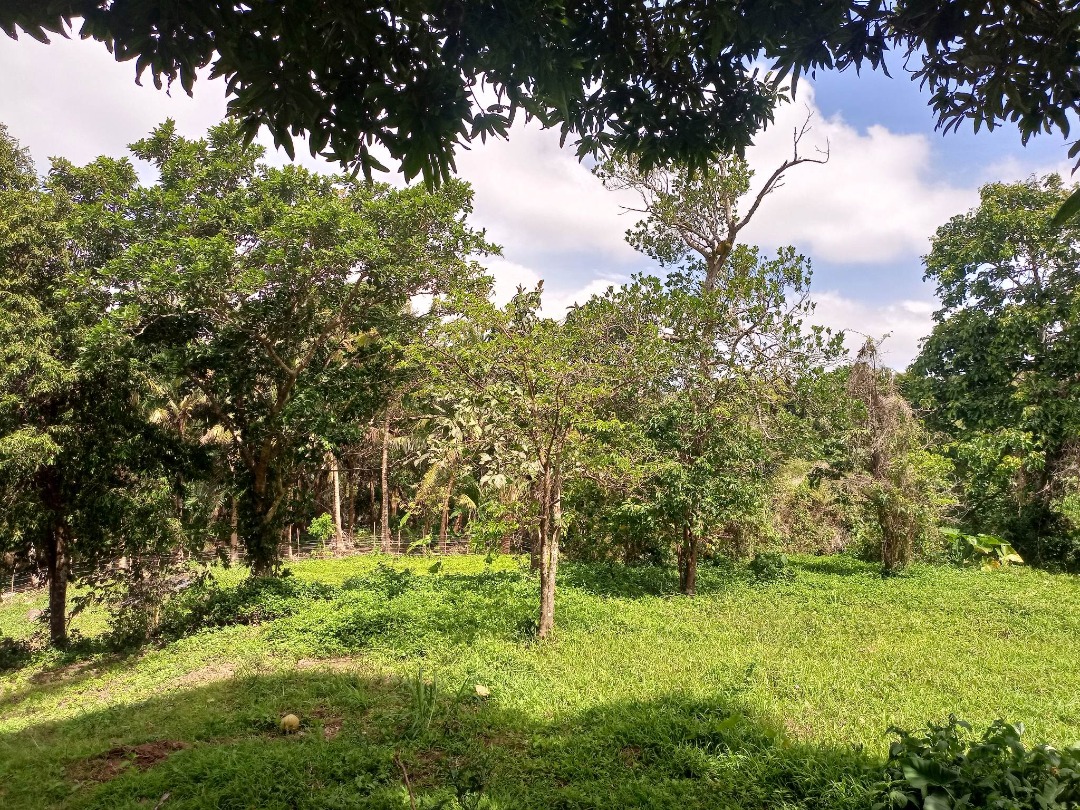 Farm lot for sale with fruits bearing, Property, For Sale, Lot on Carousell
