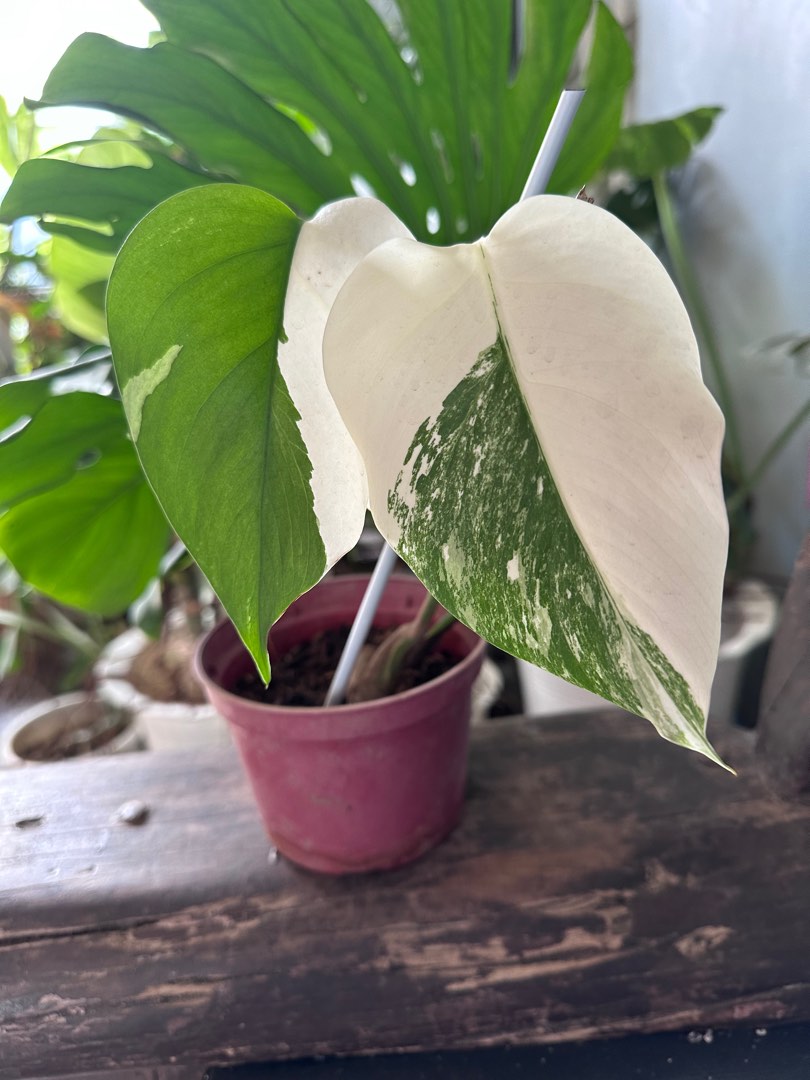 Monstera Albo Borsi holland var, Furniture & Home Living, Gardening ...