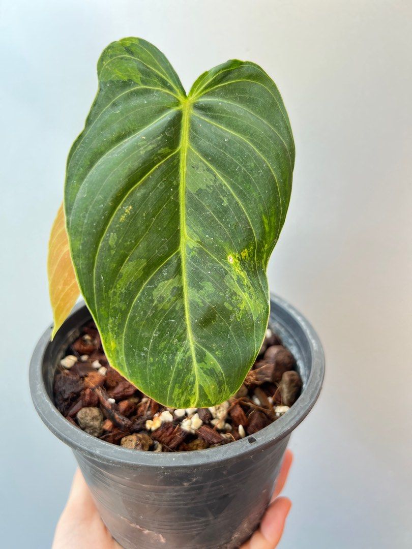 Philodendron melanochrysum variegated (Melano var.), Furniture & Home ...