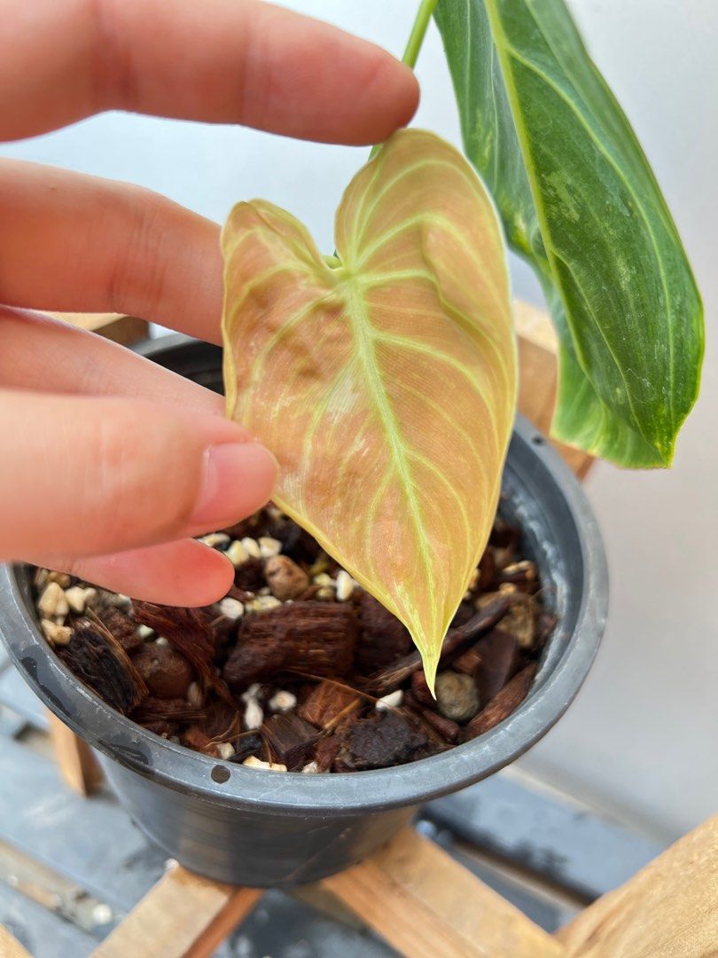 Philodendron melanochrysum variegated (Melano var.), Furniture & Home ...