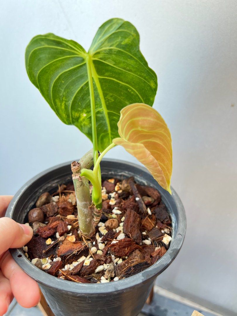 Philodendron melanochrysum variegated (Melano var.), Furniture & Home ...