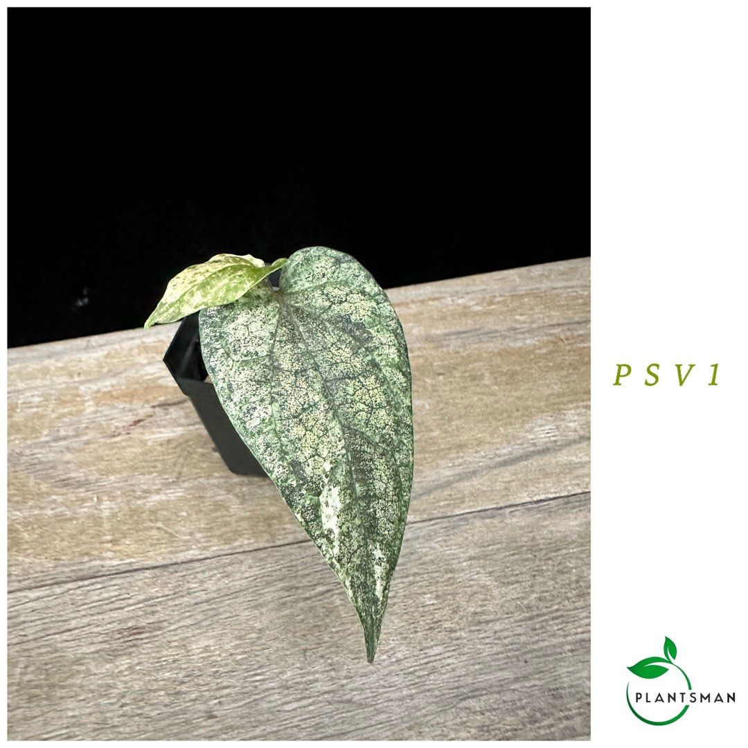 Piper Sylvaticum Variegated, Furniture & Home Living, Gardening, Plants ...