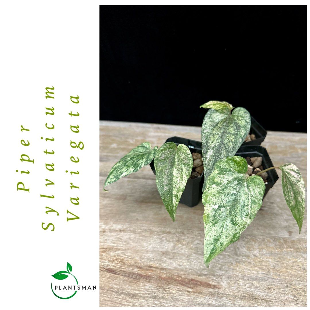 Piper Sylvaticum Variegated, Furniture & Home Living, Gardening, Plants ...
