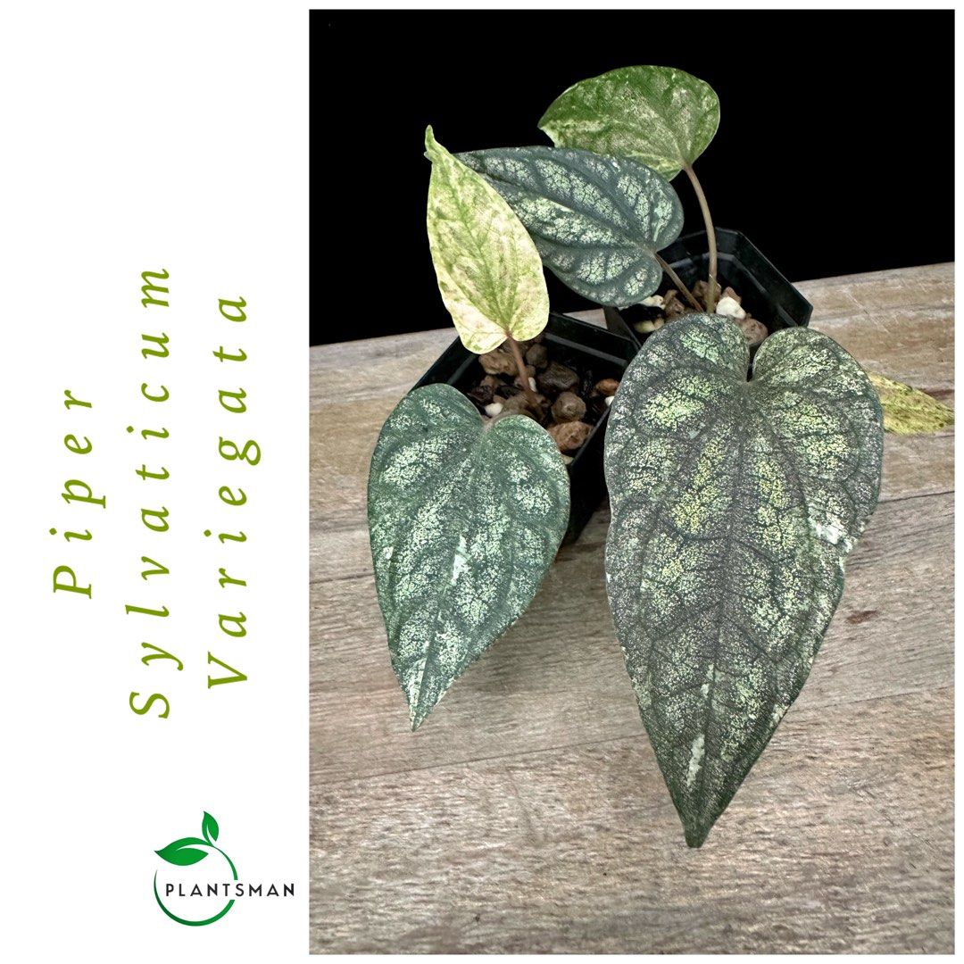 Piper Sylvaticum Variegated, Furniture & Home Living, Gardening, Plants ...