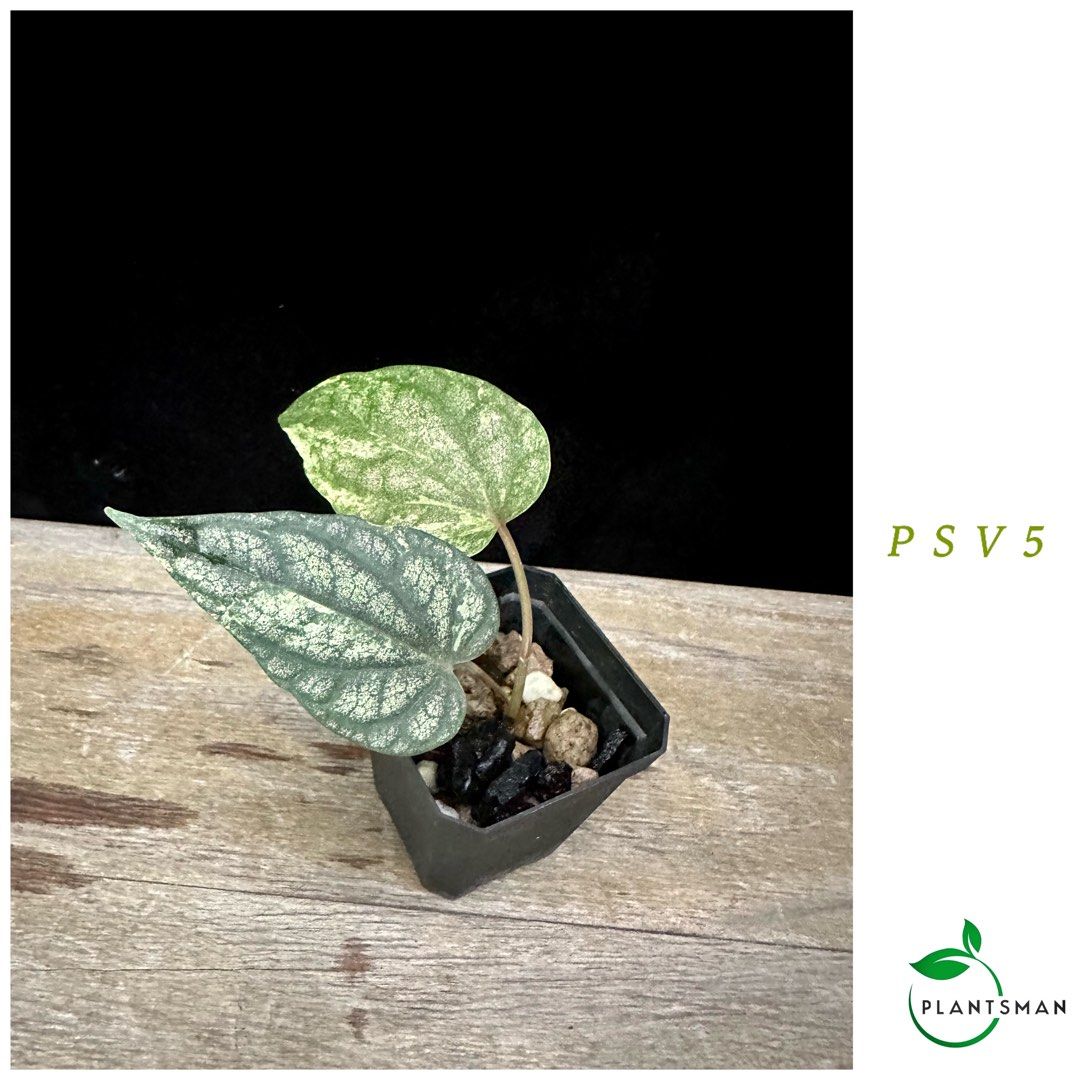 Piper Sylvaticum Variegated, Furniture & Home Living, Gardening, Plants ...