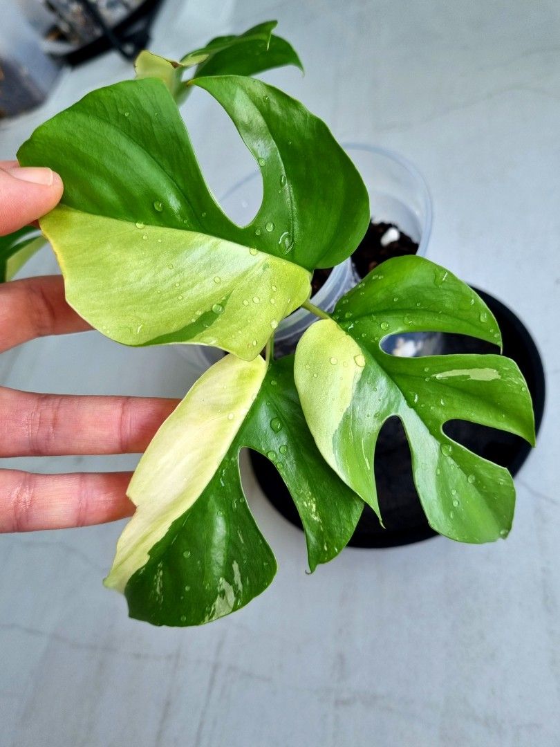 Rhaphidophora Tetrasperma Albo, Furniture & Home Living, Gardening ...