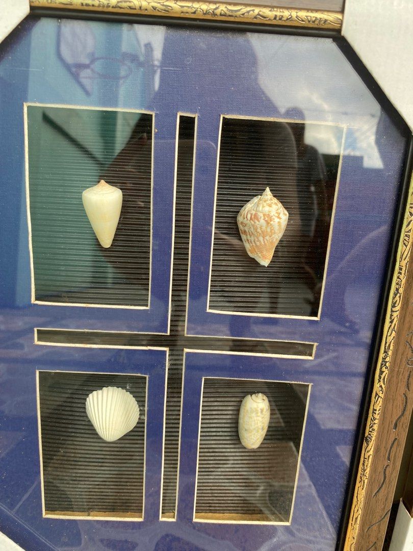 Shell Frame w/ Box, Furniture & Home Living, Home Decor, Frames ...