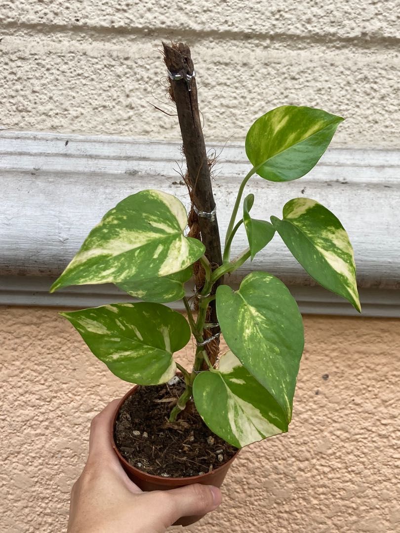 Trailing Golden Pothos With Pole In A Pot For Sale, Furniture & Home ...