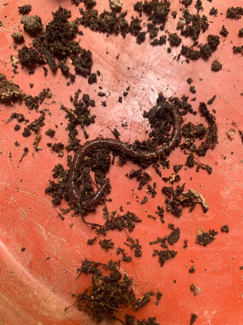African Night Crawler Worms, Furniture & Home Living, Gardening, Garden ...