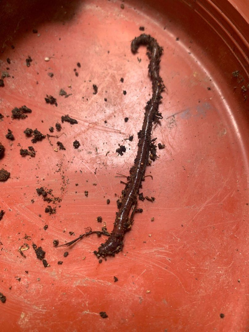 African Night Crawler Worms, Furniture & Home Living, Gardening, Garden ...