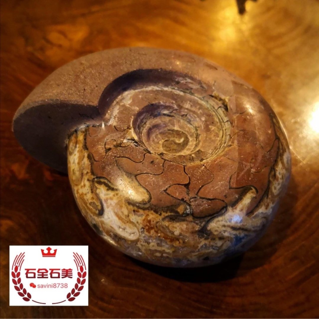 Whole Ammonite Fossil Collection (WA04), Hobbies & Toys, Collectibles ...