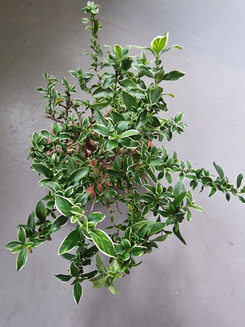 Bonsai Mini serissa Japonica Snowrose Albo White Variegated leaf pot ...