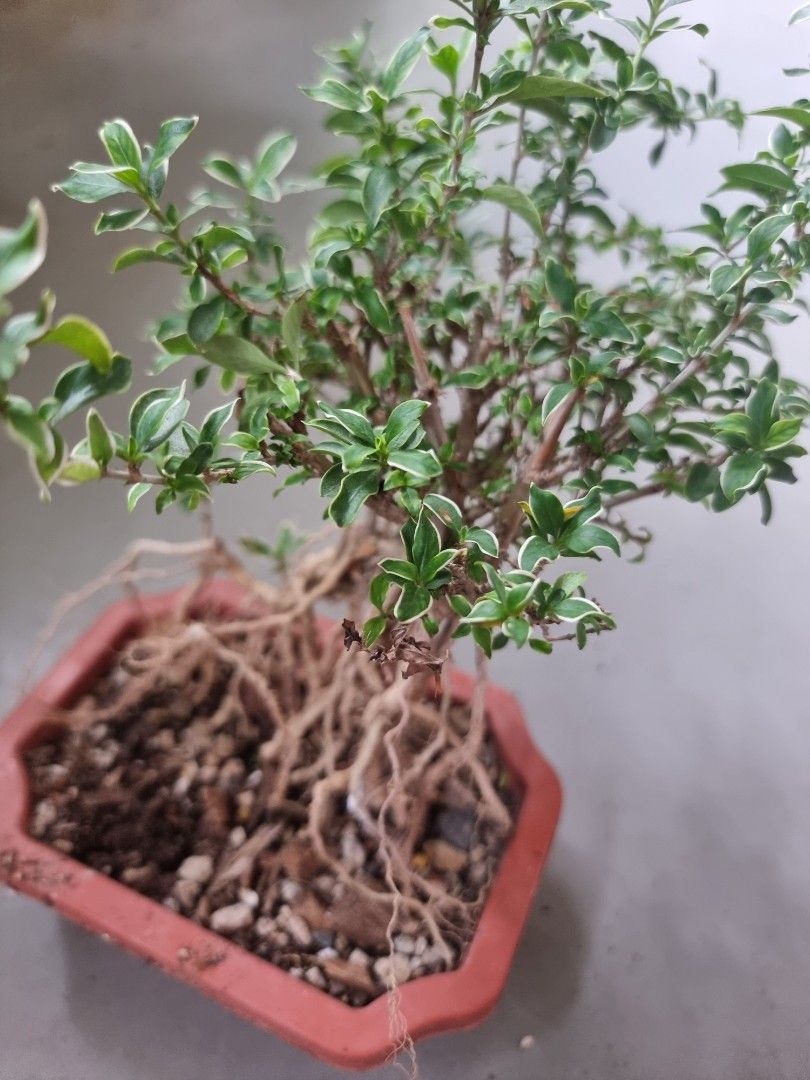 Bonsai Mini serissa Japonica Snowrose Albo White Variegated leaf pot ...
