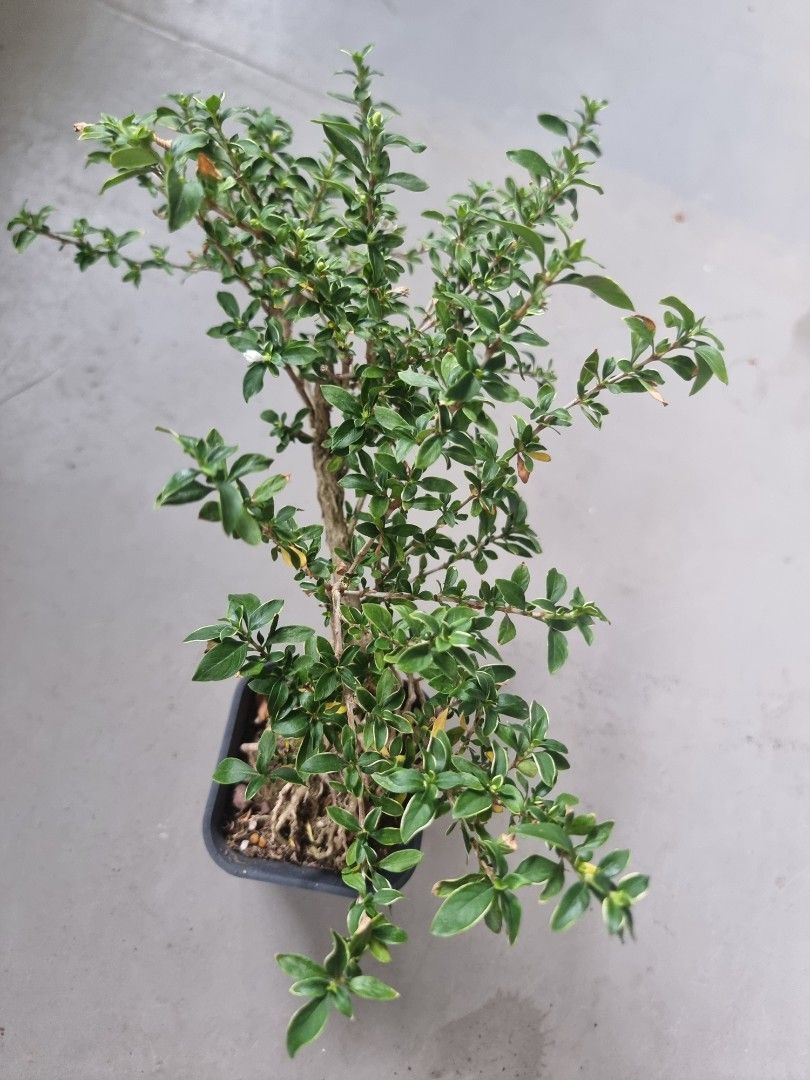 Bonsai Mini serissa Japonica Snowrose Albo White Variegated leaf pot ...