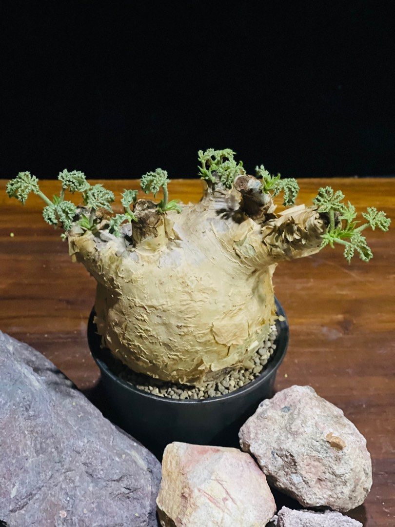 cyphostemma uter var. macropus, Furniture & Home Living, Gardening ...