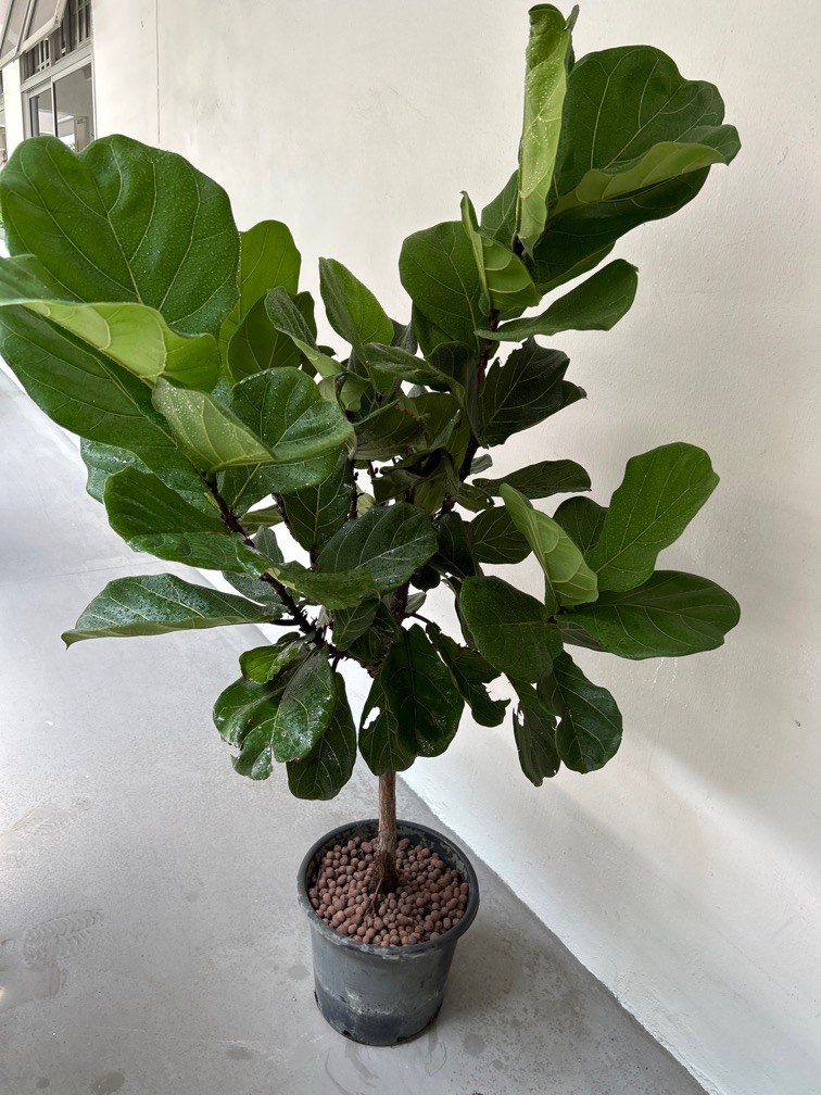 Ficus Lyrata/Fiddle Fig Tree thick stem 5ft tall, Furniture & Home ...