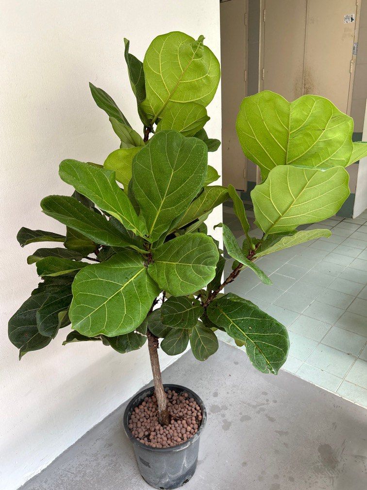 Ficus Lyrata/Fiddle Fig Tree thick stem 5ft tall, Furniture & Home ...
