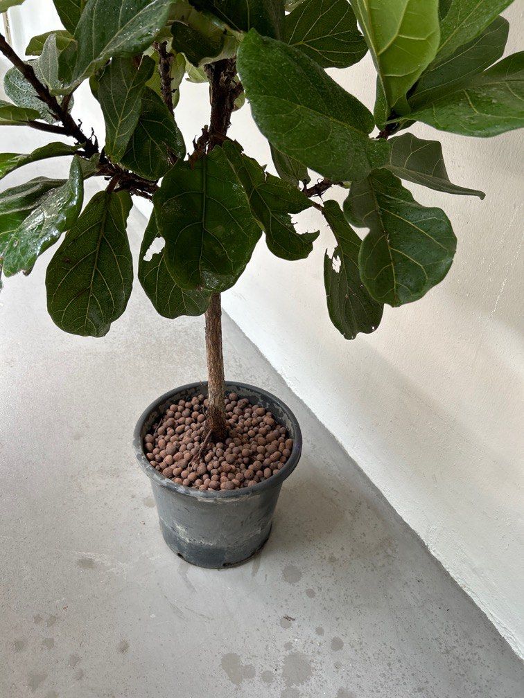 Ficus Lyrata/Fiddle Fig Tree thick stem 5ft tall, Furniture & Home ...