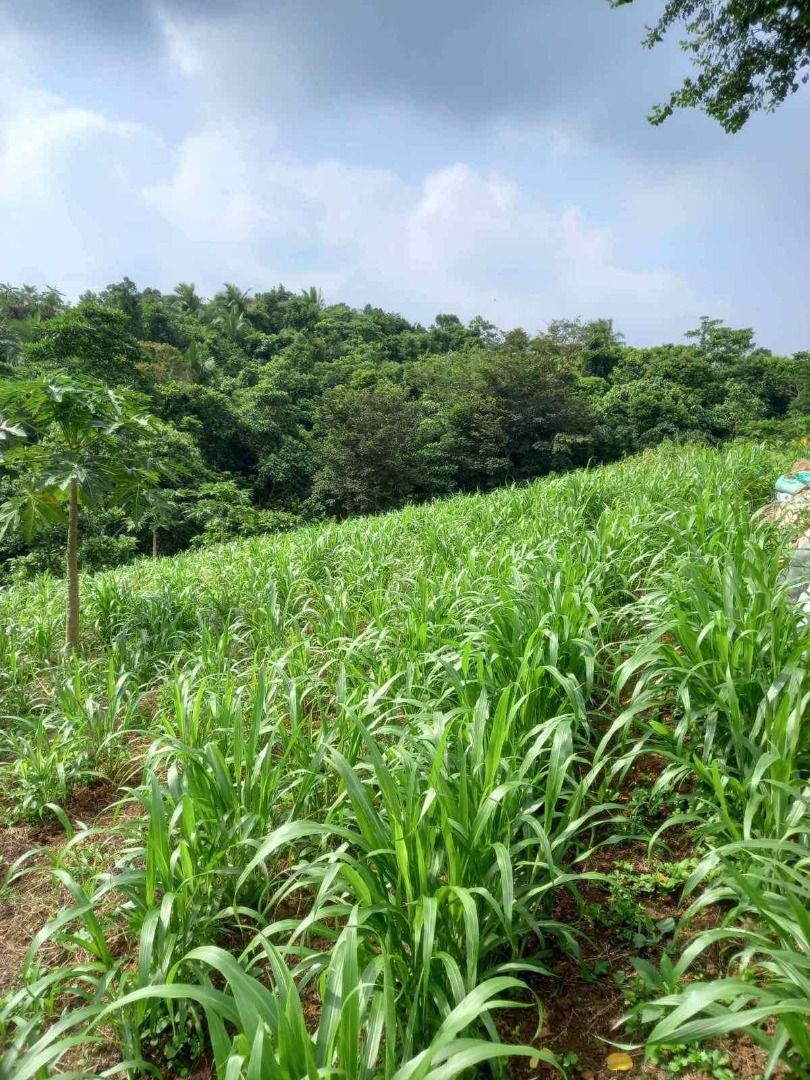 FOR SALE CAVINTI LAGUNA FARM RESORT, Property, For Sale, House & Lot on ...