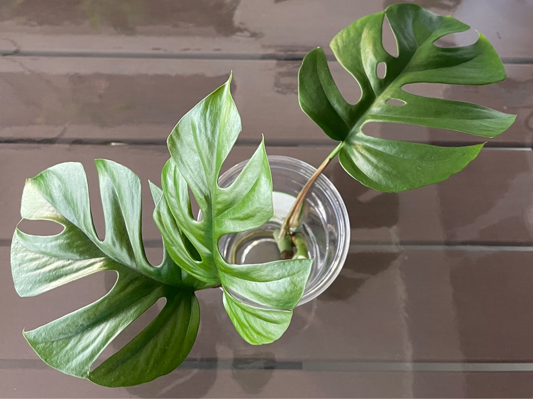 Mini Monstera, Furniture & Home Living, Gardening, Plants & Seeds on ...