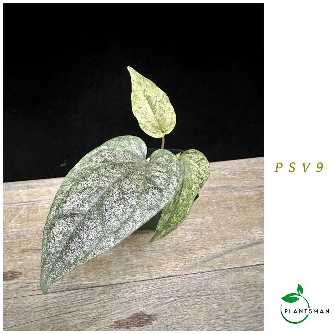 Piper Sylvaticum Variegated, Furniture & Home Living, Gardening, Plants ...