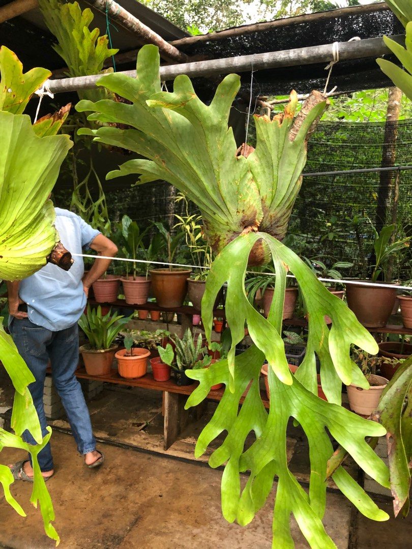 Pokok tanduk rusa, Furniture & Home Living, Gardening, Plants & Seeds ...