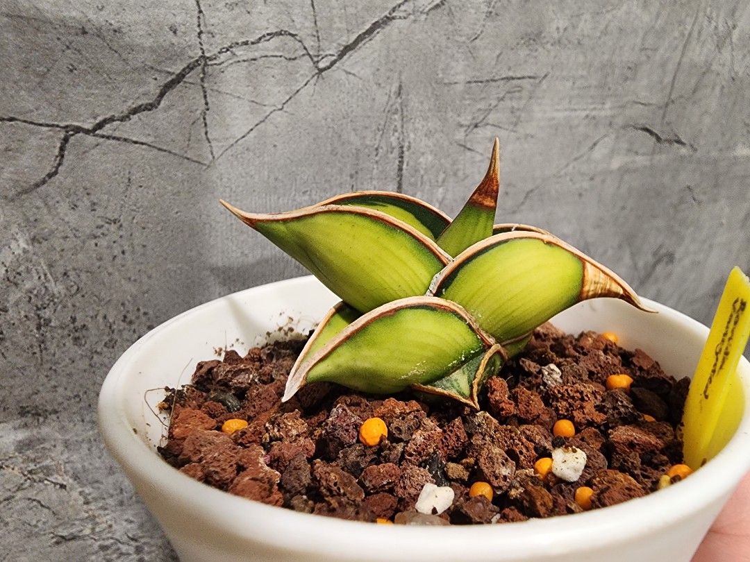 Sansevieria Rorida Variegated #1, Furniture & Home Living, Gardening ...