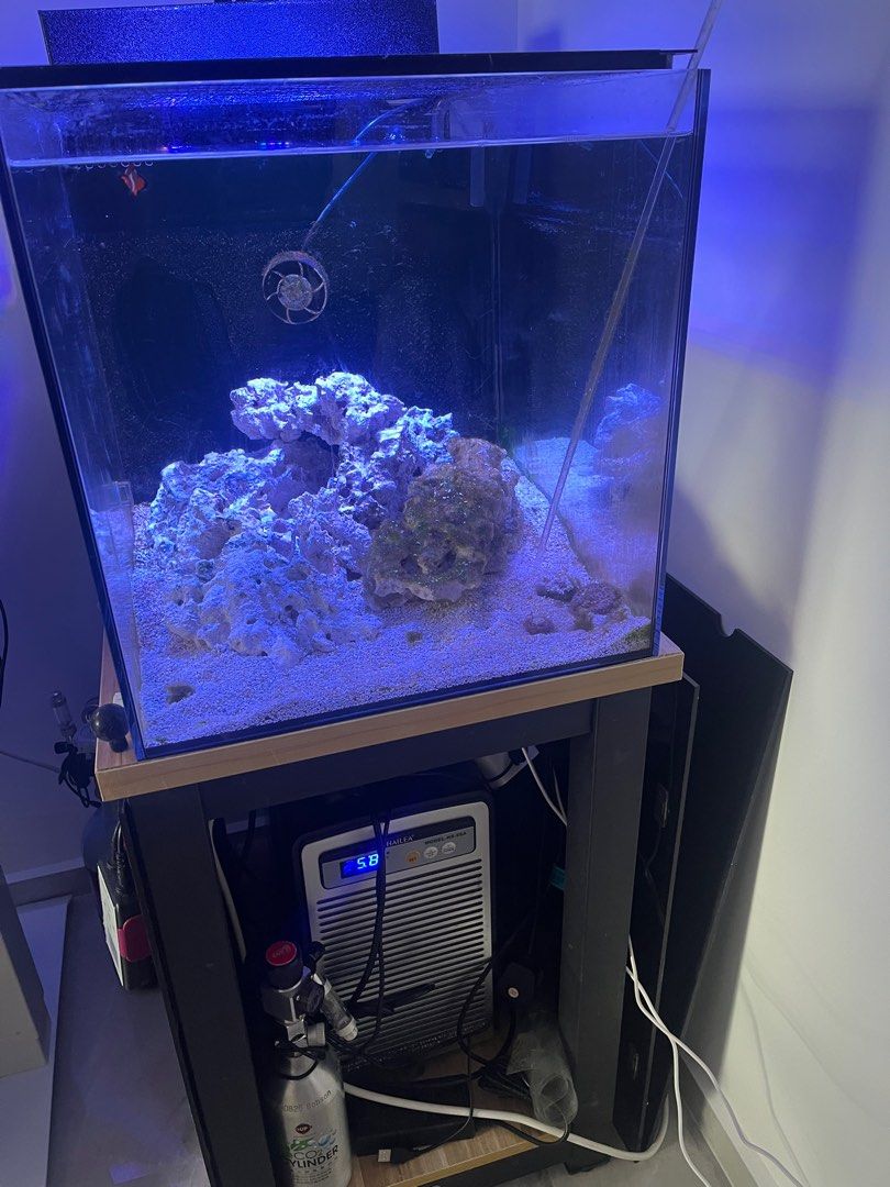 Waterbox Reef tank with stand, Pet Supplies, Homes & Other Pet ...