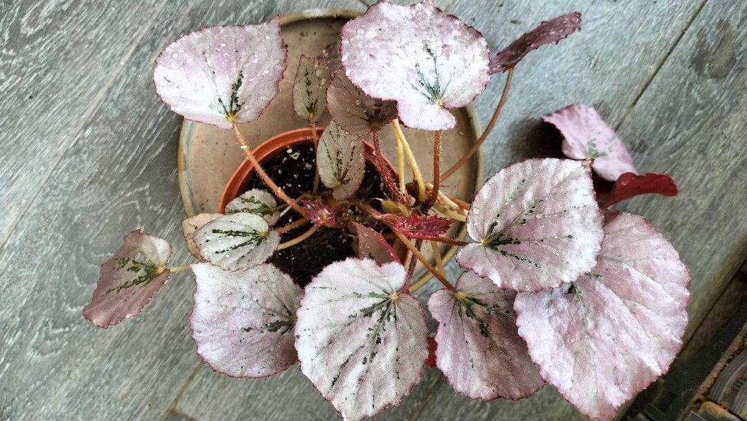 Begonia Martin mystery, Furniture & Home Living, Gardening, Plants ...
