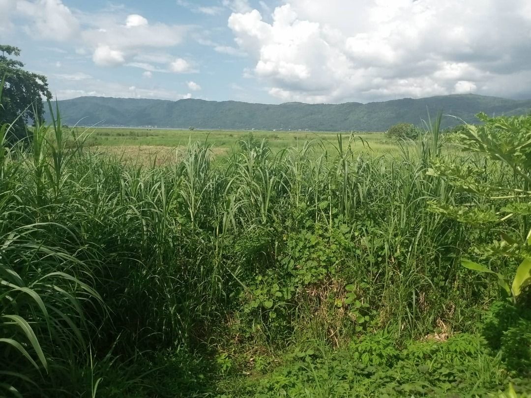 FOR SALE! 60,485sqm / 6 Hectares Farm Lot at Brgy Wawa, Lumban Laguna ...
