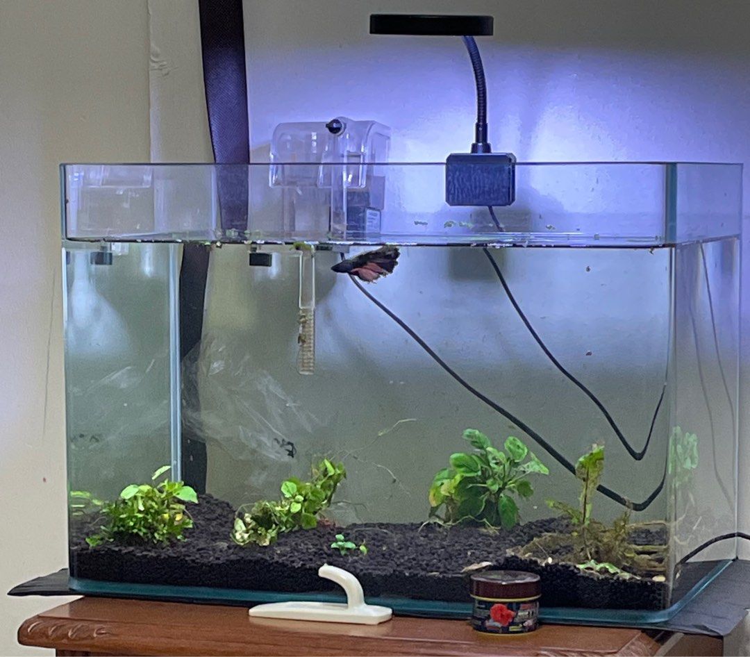 Full fish tank set, Pet Supplies, Homes & Other Pet Accessories on ...