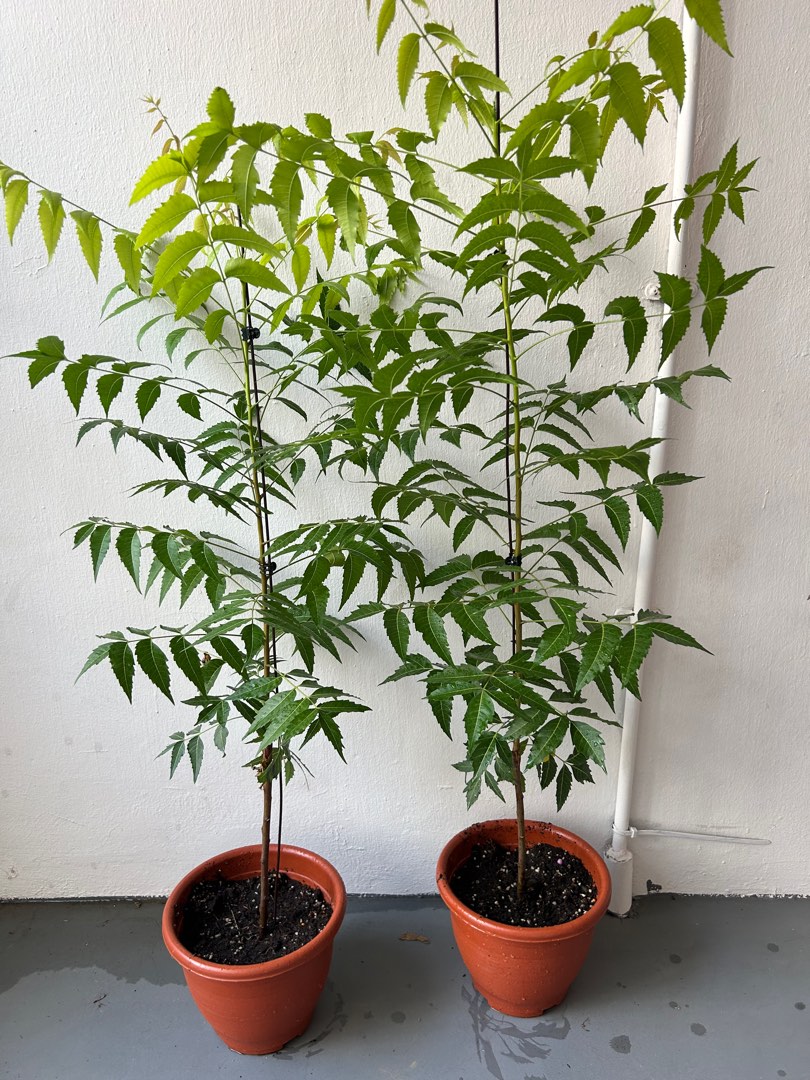 Neem Tree 4ft tall $15 each, Furniture & Home Living, Gardening, Plants ...
