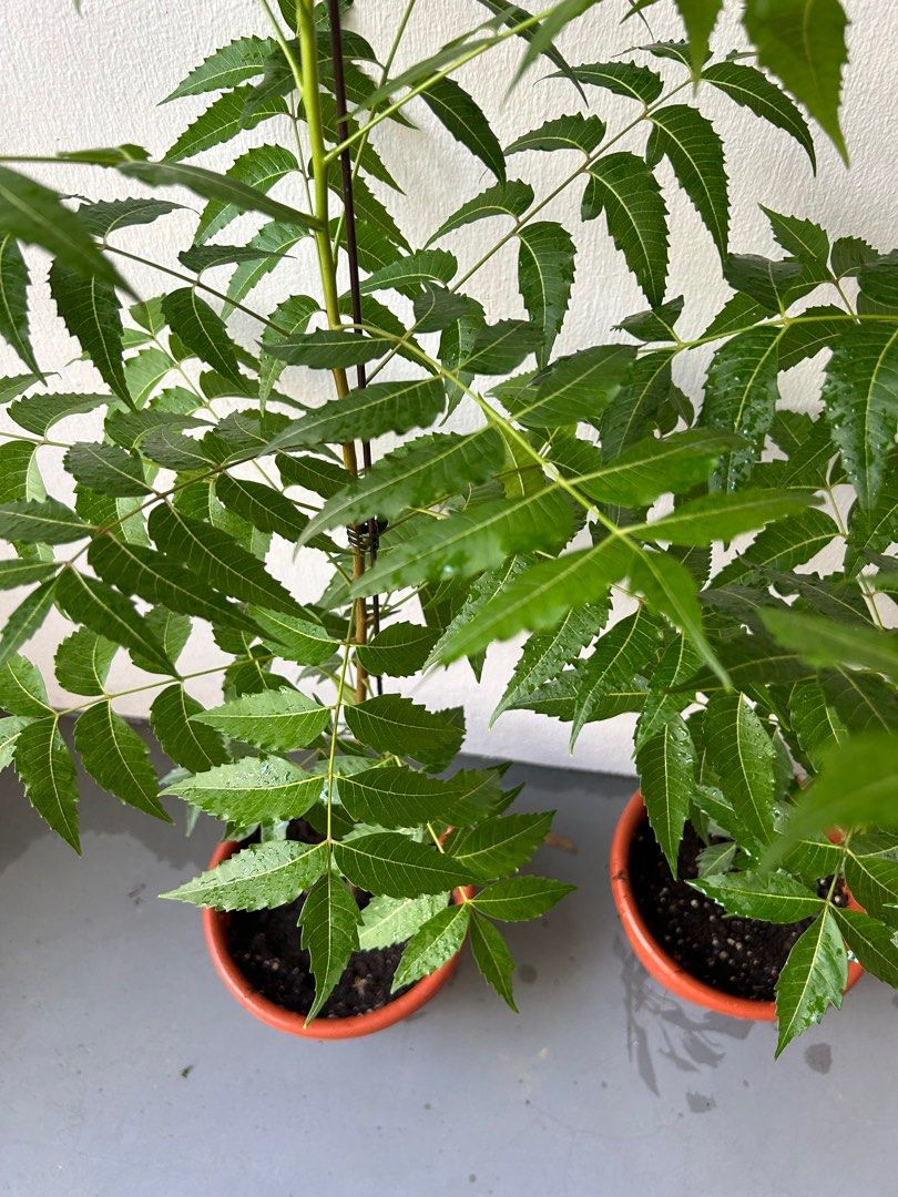 Neem Tree 4ft tall $15 each, Furniture & Home Living, Gardening, Plants ...