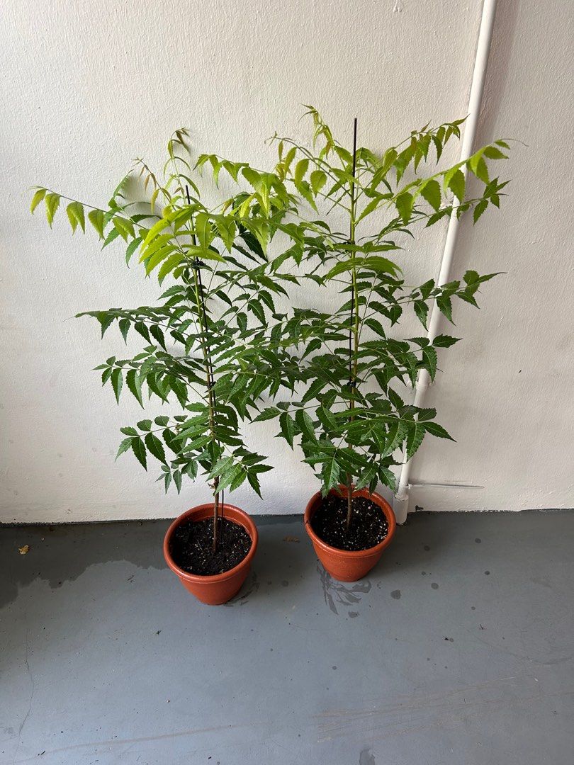 Neem Tree 4ft tall $15 each, Furniture & Home Living, Gardening, Plants ...