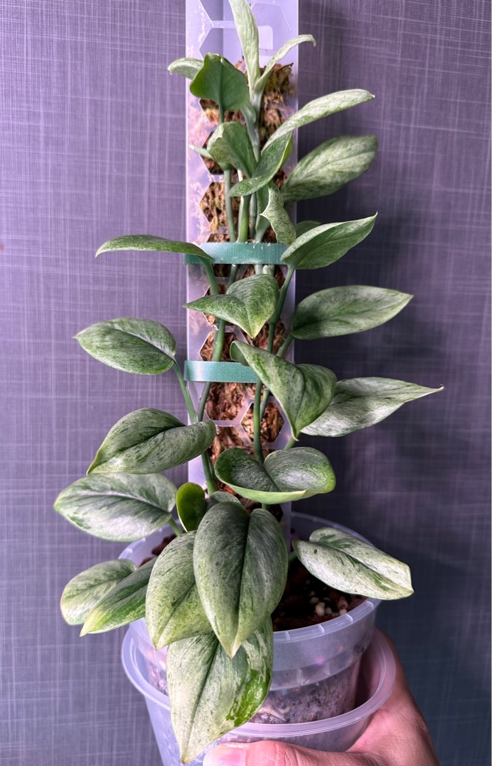 Scindapsus Treubii Moonlight Mint Variegated, Furniture & Home Living ...