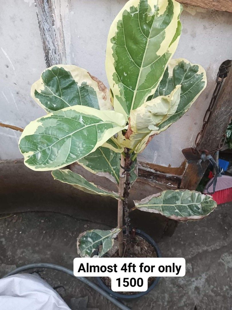 Variegated Fiddle leaf, Furniture & Home Living, Gardening, Plants ...