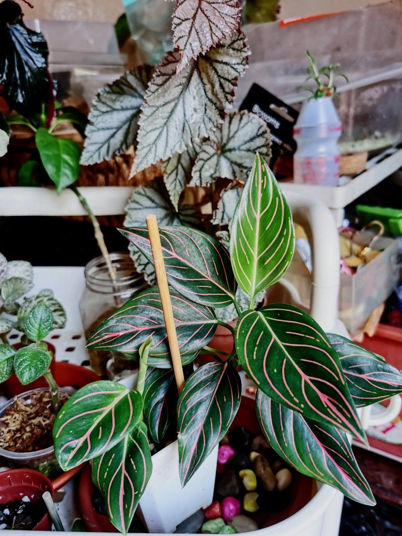 Aglaonema Rotundum tiger + Portuluca Samba "Bicolour", Furniture & Home ...