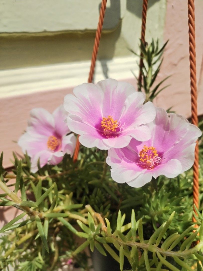 Aglaonema Rotundum tiger + Portuluca Samba "Bicolour", Furniture & Home ...
