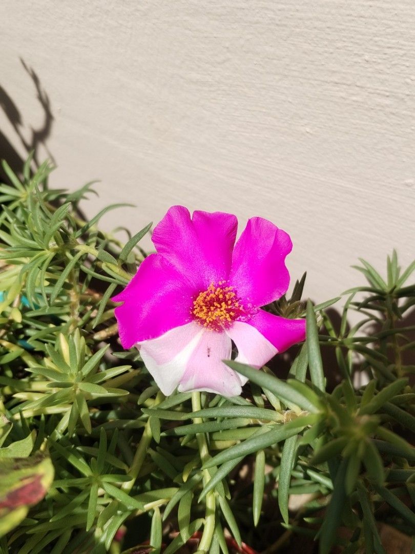 Aglaonema Rotundum tiger + Portuluca Samba "Bicolour", Furniture & Home ...