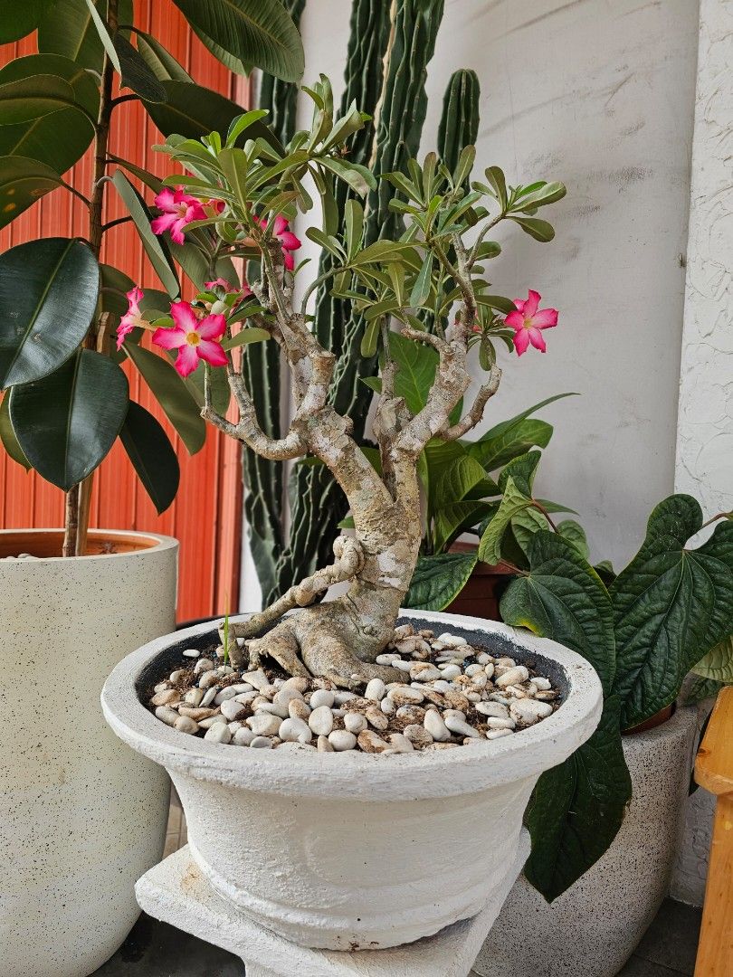 Bonsai kamboja jepang adenium bongol besar unik berkarakter, Perkebunan ...