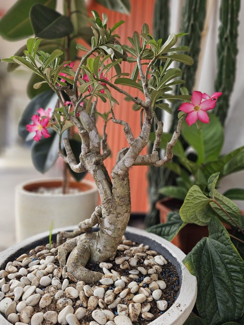 Bonsai kamboja jepang adenium bongol besar unik berkarakter, Perkebunan ...