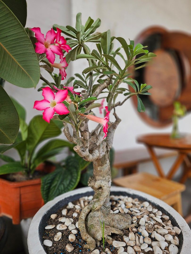 Bonsai kamboja jepang adenium bongol besar unik berkarakter, Perkebunan di Carousell
