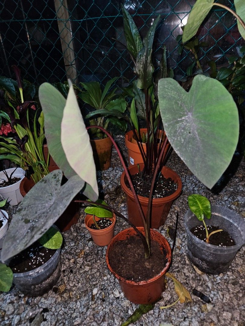 Colocasia Black Magic Plant, Furniture & Home Living, Gardening, Plants ...