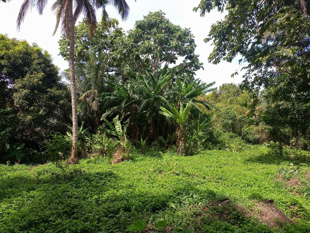 Farm lot for sale with fruits bearing good for Residential lot ...