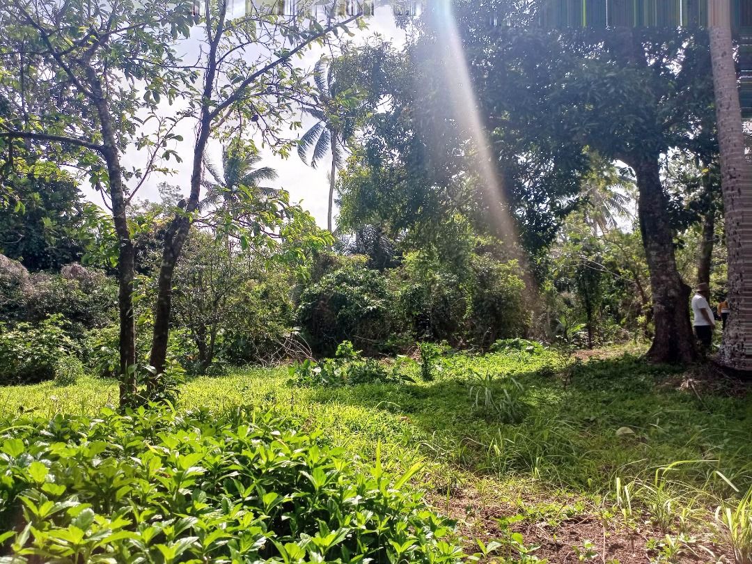 Farm lot for sale with fruits bearing good for Residential lot ...