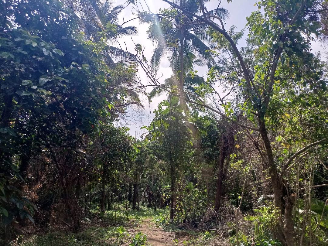 Farm lot for sale with fruits bearing good for Residential lot ...