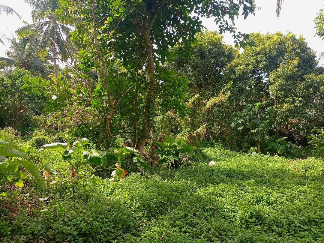 Farm lot for sale with fruits bearing good for Residential lot ...